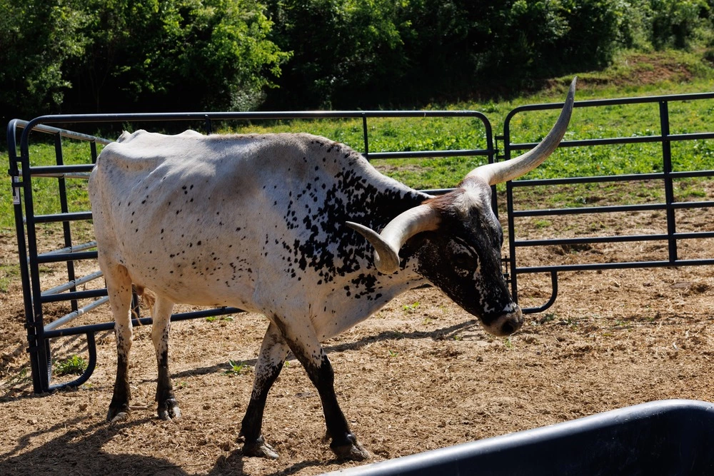 Fun Facts About 5 SkyLand Ranch Animals You May See During Your Visit